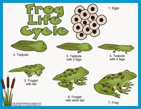 Life Cycle Of A Frog Drawing