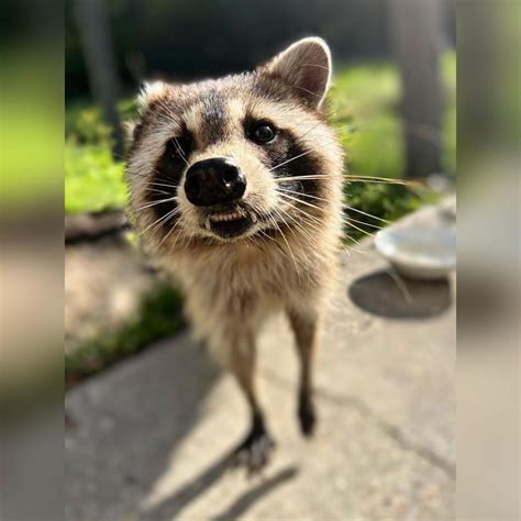 Mamá Mapache Lleva A Sus Crías A Conocer A La Joven Que Les Ha Estado