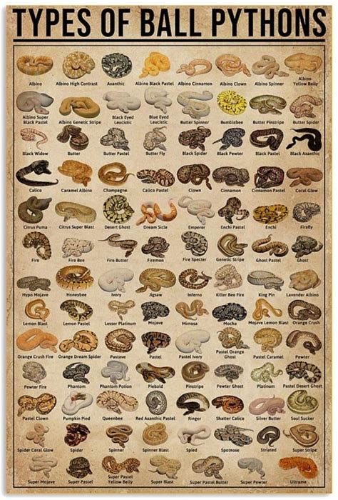 Types Of Ball Pythons