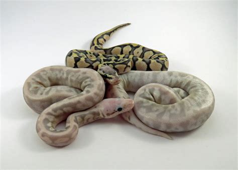 450 Unique Ball Python Names Male Female Unisex Funny Ironic Creative