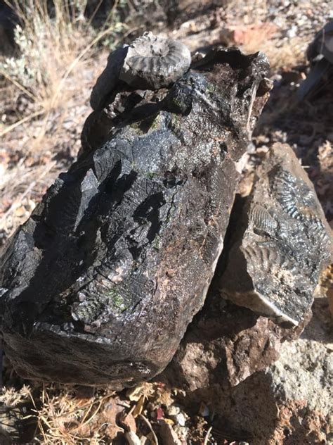 Fossil Huntress Nevada Ammonoids And Conodonts