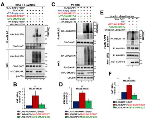 Kap1 Is A Direct Ubiquitination Substrate Of Smurf2 A In Cellulo