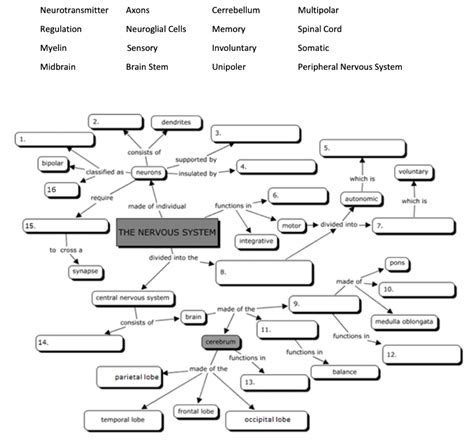 The Nervous System Concept Map Vinny Jessalyn