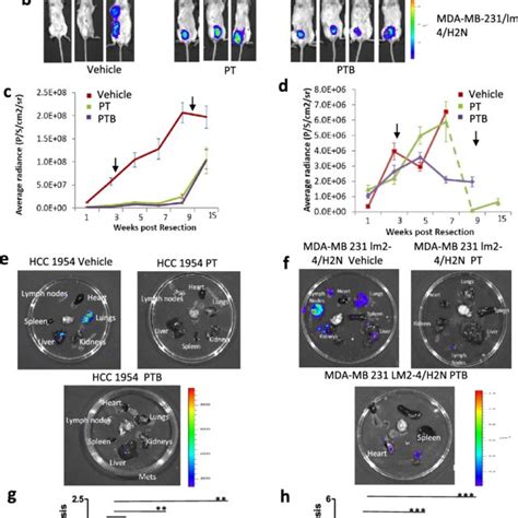 Post Resection Bli Analysis Shows No Significant Difference In Tumor