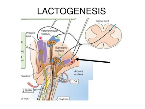 Ppt GlÁndula Mamaria Estructura Y FisiologÍa Powerpoint Presentation