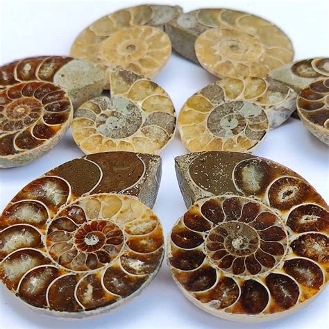 Ammonite Shell Etsy