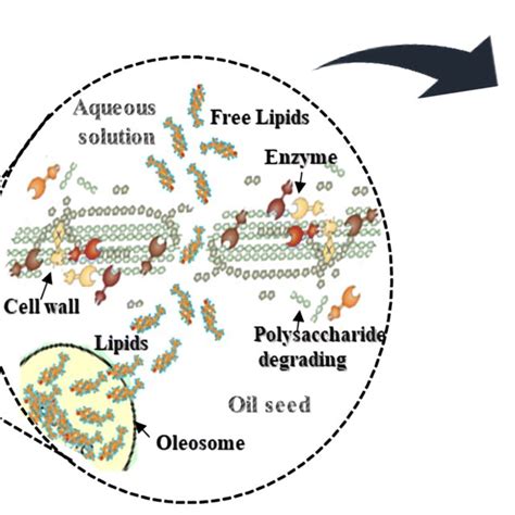 Oilseed Enzymatic Pretreatment For Efficient Oil Recovery In Biodiesel