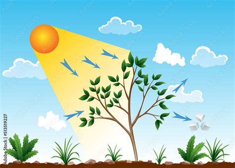 Do Plants Need Sunlight For Photosynthesis At Louis Brannan Blog