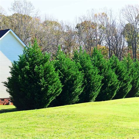 Leyland Cypress Trees Fast Growing Privacy Evergreens