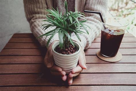 Plan Tree Background Images HD Pictures And Wallpaper For Free Download Pngtree