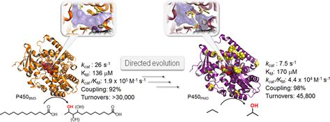 A Continuing Career In Biocatalysis Frances H Arnold Pmc