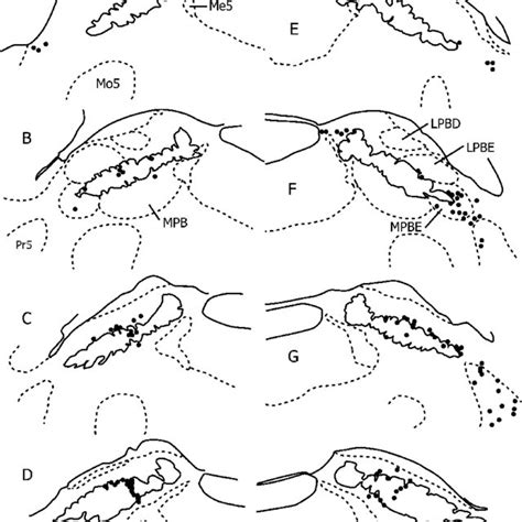 Schematic Illustration Of The Distribution Of Retrograde Labeled Cells Download Scientific
