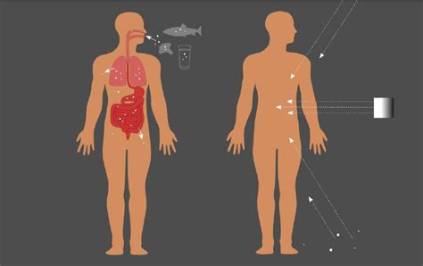 The Different Pathways For Exposure To Ionising Radiation When You Eat