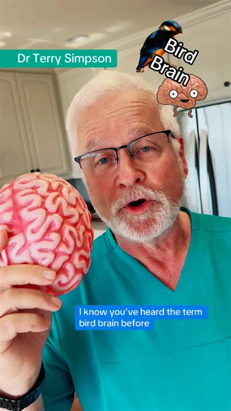 Dr Terry Simpson Bird Flu Update Bird Brain What Is It Bird