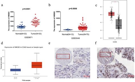 External Data Validation Of Hmgb3 Expression Hmgb3 Expression Was