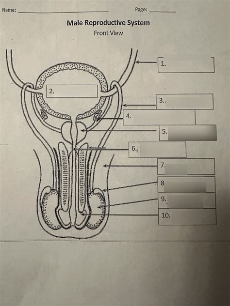 Health Male Reproductive System Front View Diagram Quizlet
