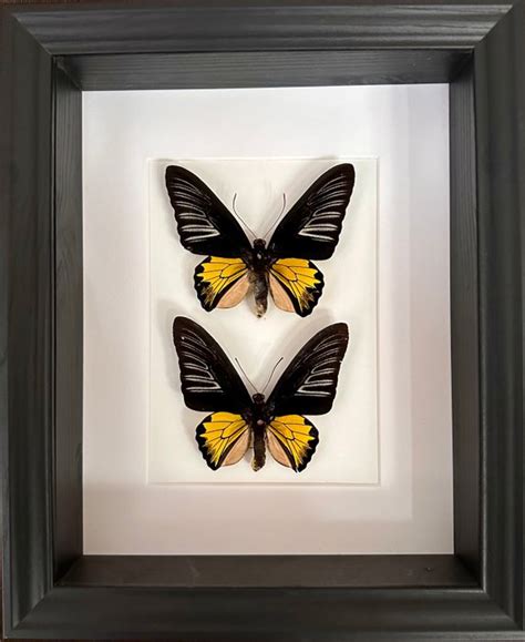 Butterfly Taxidermy Full Body Mount 2 X Troides Rhadamantus 6 Cm 23 Cm 28 Cm Cites