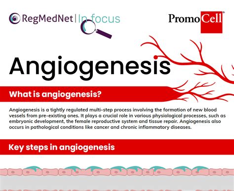 Understanding In Vitro Angiogenesis Assays