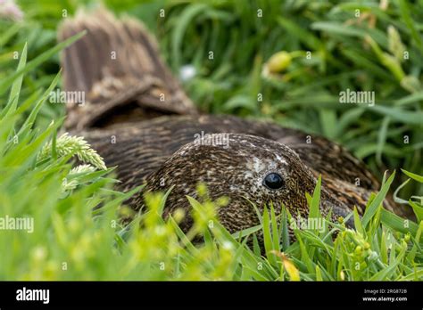 Female Eider Duck Lying Low In The Grass On Her Nest Staying Hidden