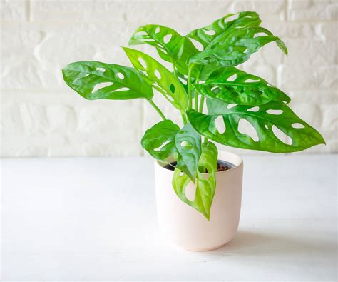 7 Plants With Holes In Leaves Best Fenestrated Varieties Gardening