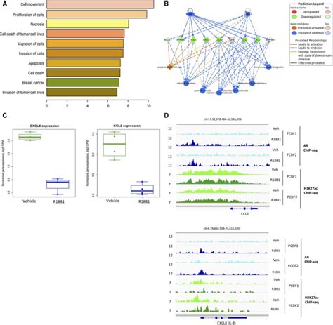Loss Of Androgen Receptor Signaling In Prostate Cancer‐associated Fibroblasts Cafs Promotes