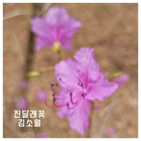 김소월 진달래꽃 시 봄 관련 시 Ft 시에 관한 나의 생각 글쓰기 네이버 블로그 김소월 진달래꽃 시 봄 관련 시 Ft 시에 관한 나의 생각 글쓰기 네이버 블로그