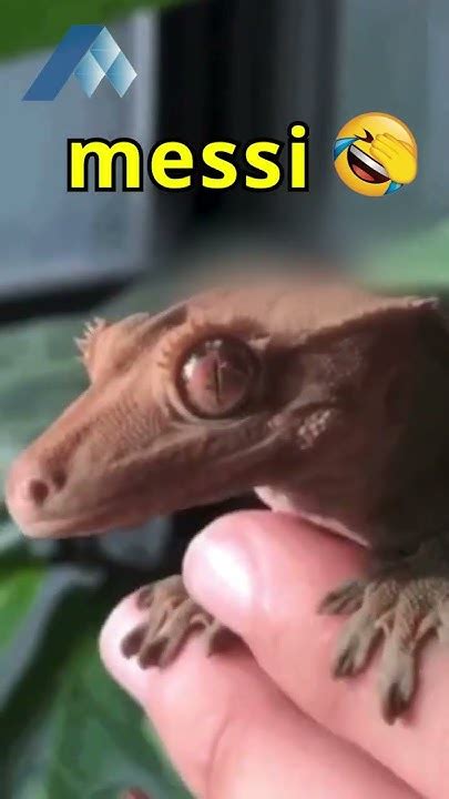 تاثیر مسی روی مارمولک مسی مارمولک دانستنیحیوانات Youtube