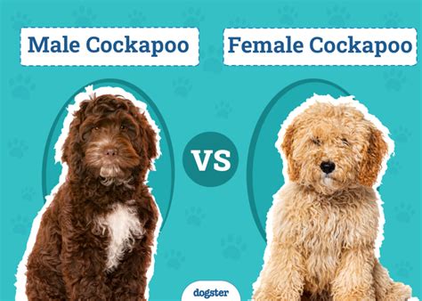 Pug Vs Bulldog Differences Explained With Pictures Dogster