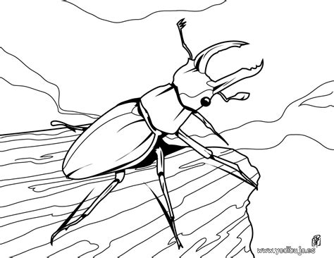 Dibujos Para Colorear Escarabajo