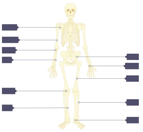Diagram Of Pe Bones Quizlet