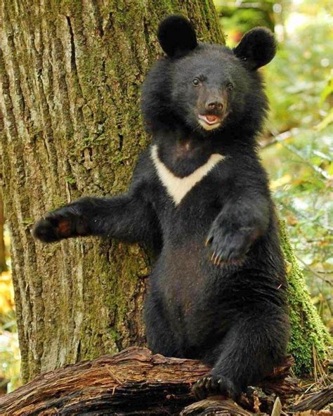 Asian Black Bear Artofit