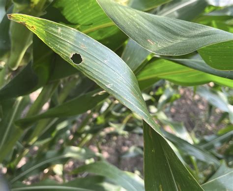 Mitigating Insect Damage To Protect Corn Yields Taranis