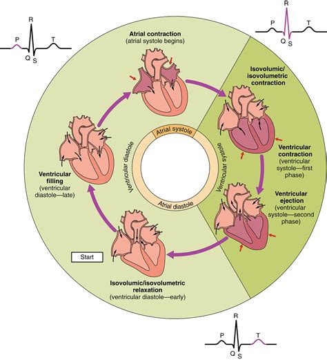 Cardiac Cycle And Cardiac Conduction System Tutorial Sophia Learning
