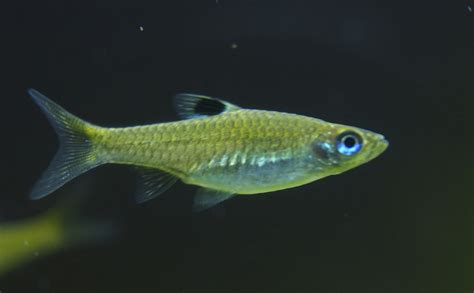 Emerald Eye Rasbora Aquatic Village