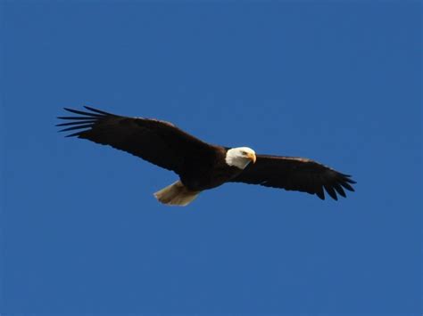 File Bald Eagle 9114 Cropped  Wikipedia