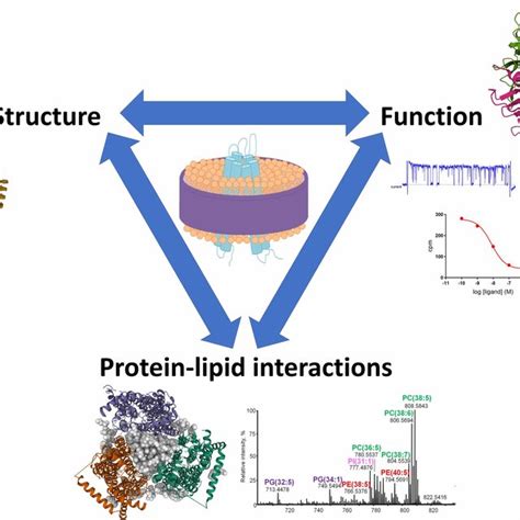 Polymer Extraction Of Membrane Proteins Retains Interactions Between