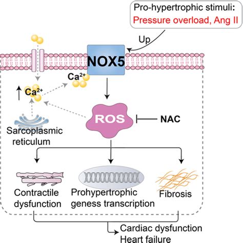 Nadph Oxidase Reaction