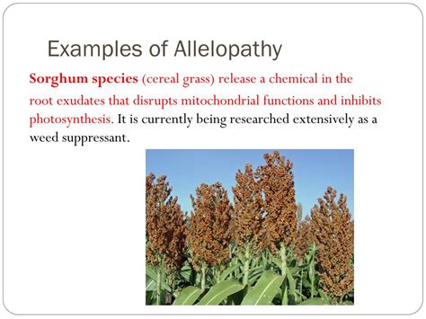 Ppt Unit A Local Ecosystem Topic 5 Relationships Powerpoint