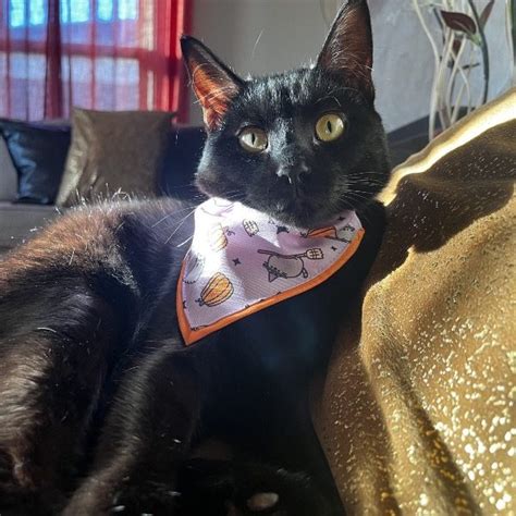 Minx Contest Entry 48461 Modern Cat