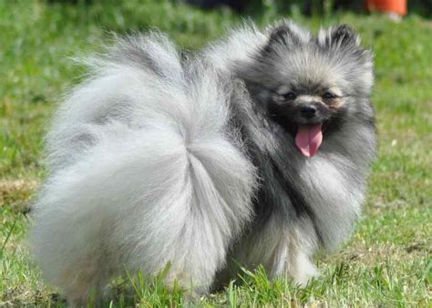 Wolf Sable Pomeranian