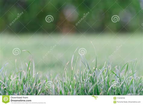 Field Of Soft Grass At The Soccer Stadium With A View Of The Empty Grandstand Royalty Free Stock