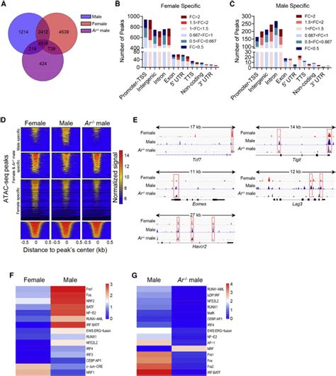Androgen Receptor Mediated Cd8 T Cell Stemness Programs Drive Sex