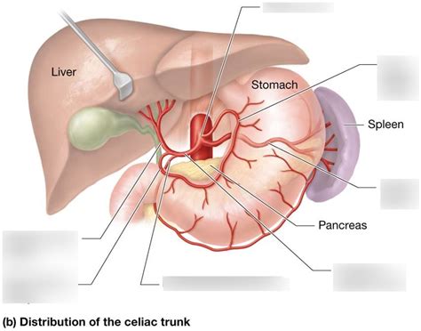 Lab Practical 3 7 Diagram Quizlet