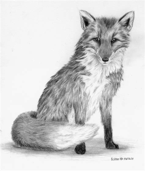 Fox Pencil Sketch At Explore Collection Of Fox