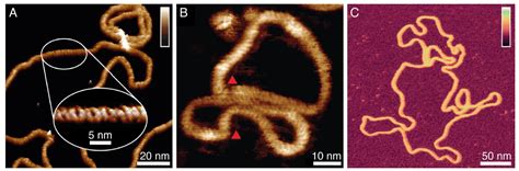 Atomic Force Microscopy Of Dna And Dna Protein Interactions