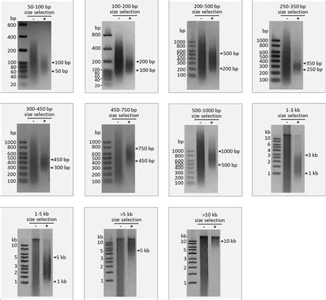 Magnetic Beads For Ngs Library Size Selection Dna Size Selection • Nucleus Biotech