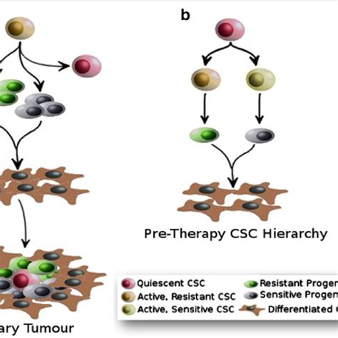 The Role Of The Csc Hierarchy In Tumourigenesis A Cancer Stem Cell Download Scientific Diagram