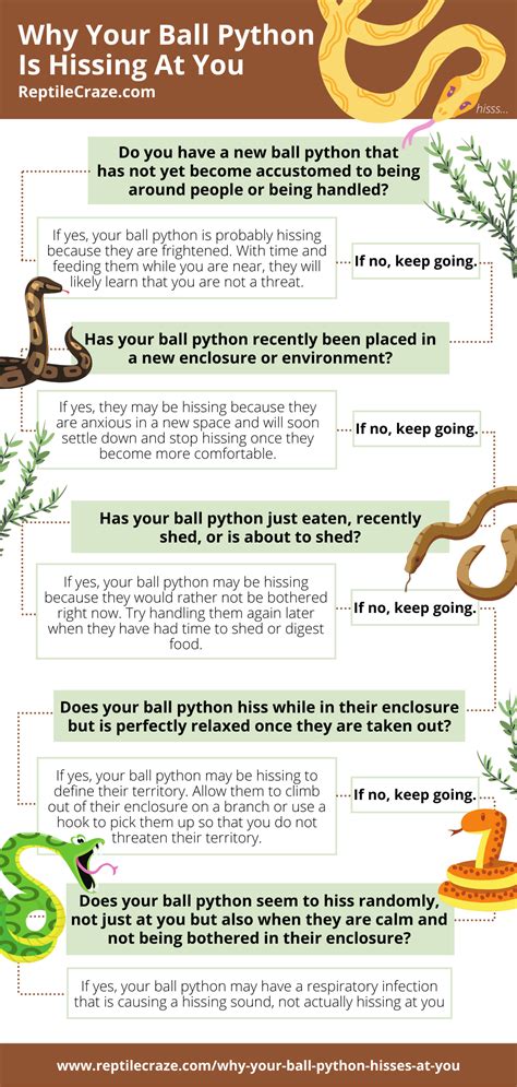 Ball Python Things To Do And Know