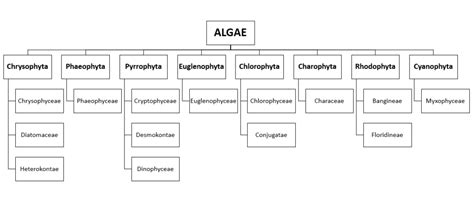 Classification Of Algae Bioquestonline