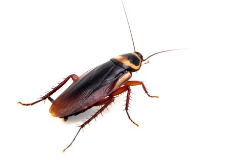 Cockroach Infestations Reported City Of Roseville